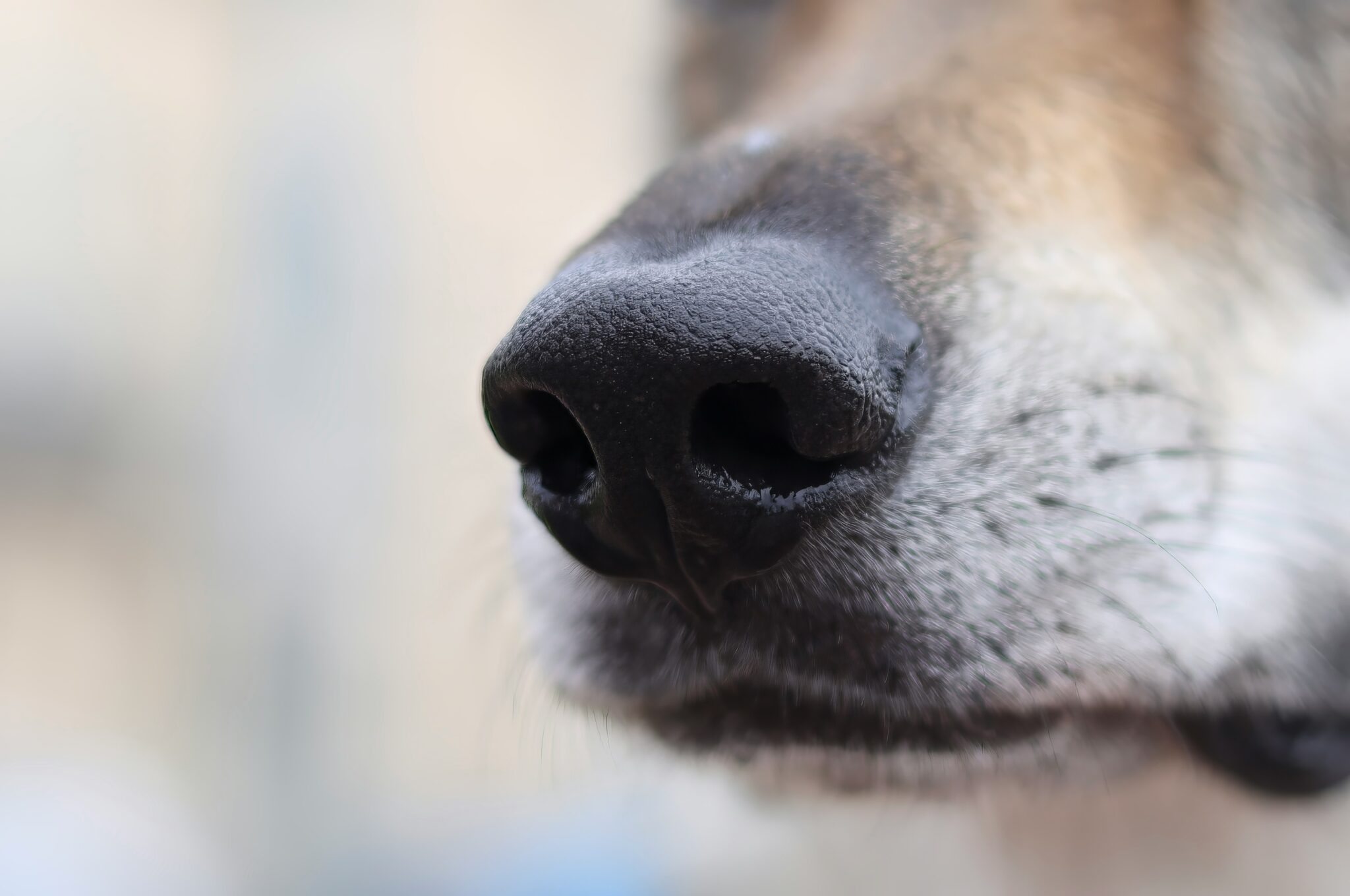 Meet the team - Lintran K9