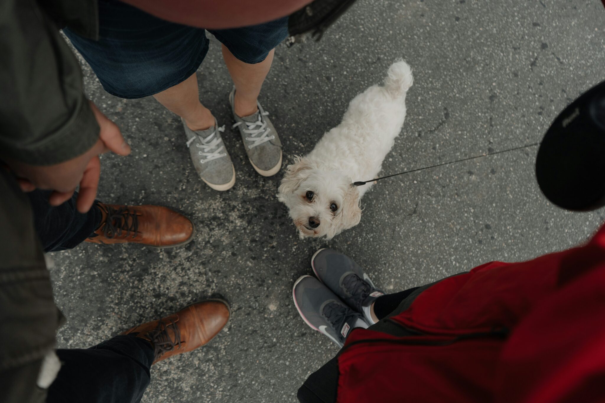 Meet the team - Lintran K9