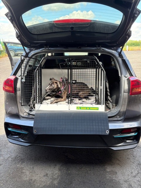 Custom Double Dog Box | Bespoke Multi-Dog Transit | Lintran