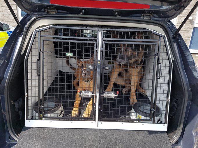 Custom Made Dog Transit Boxes | Perfect Fit & Safety | Lintran