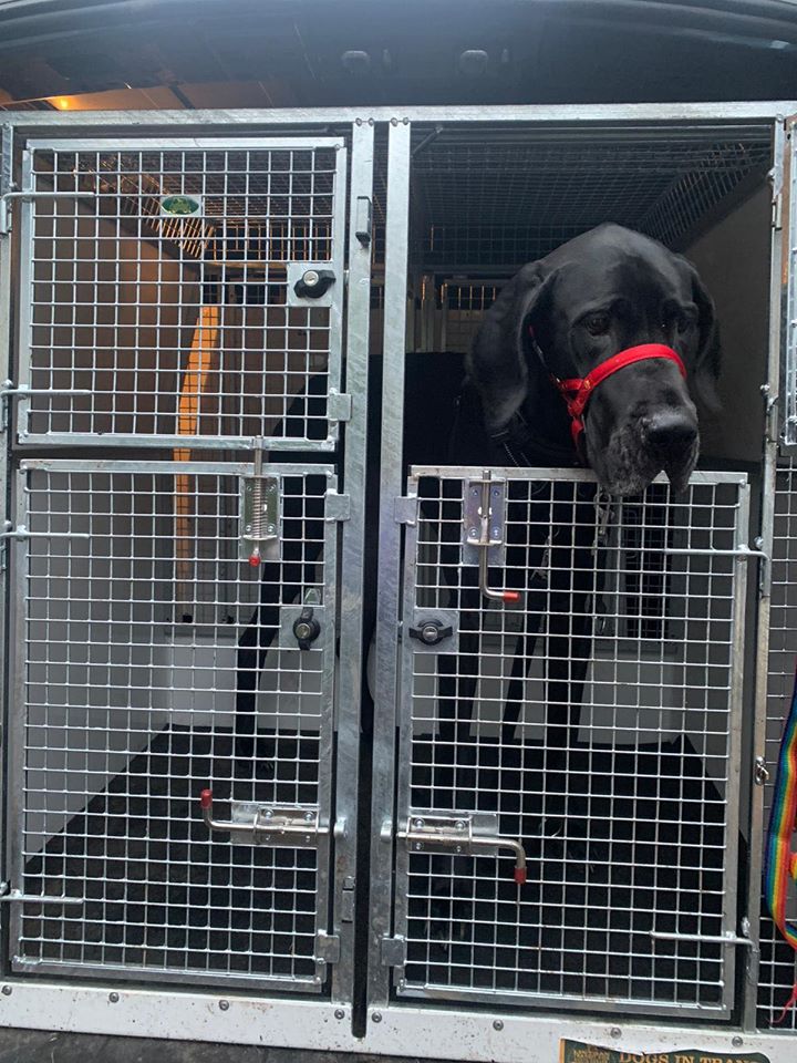 Verso Box Dog Crate | Flexible Pet Transport | Lintran