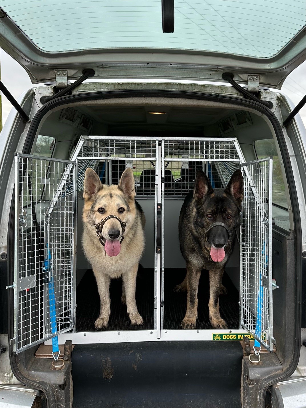 Custom Double Dog Box for Vans | Tailored Design | Lintran